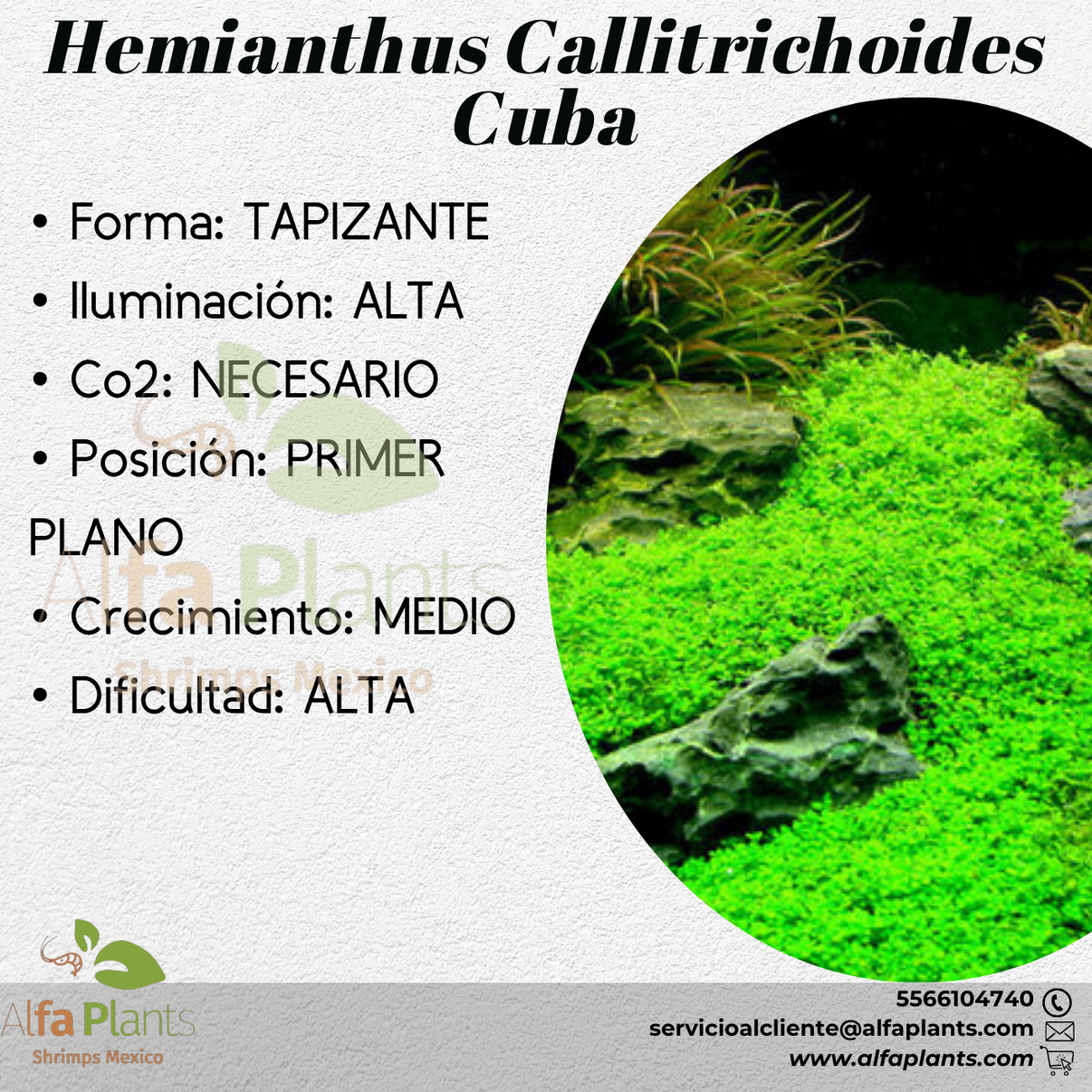 Hemianthus Callitrichoides Cuba – Alfa Plants Shrimps México