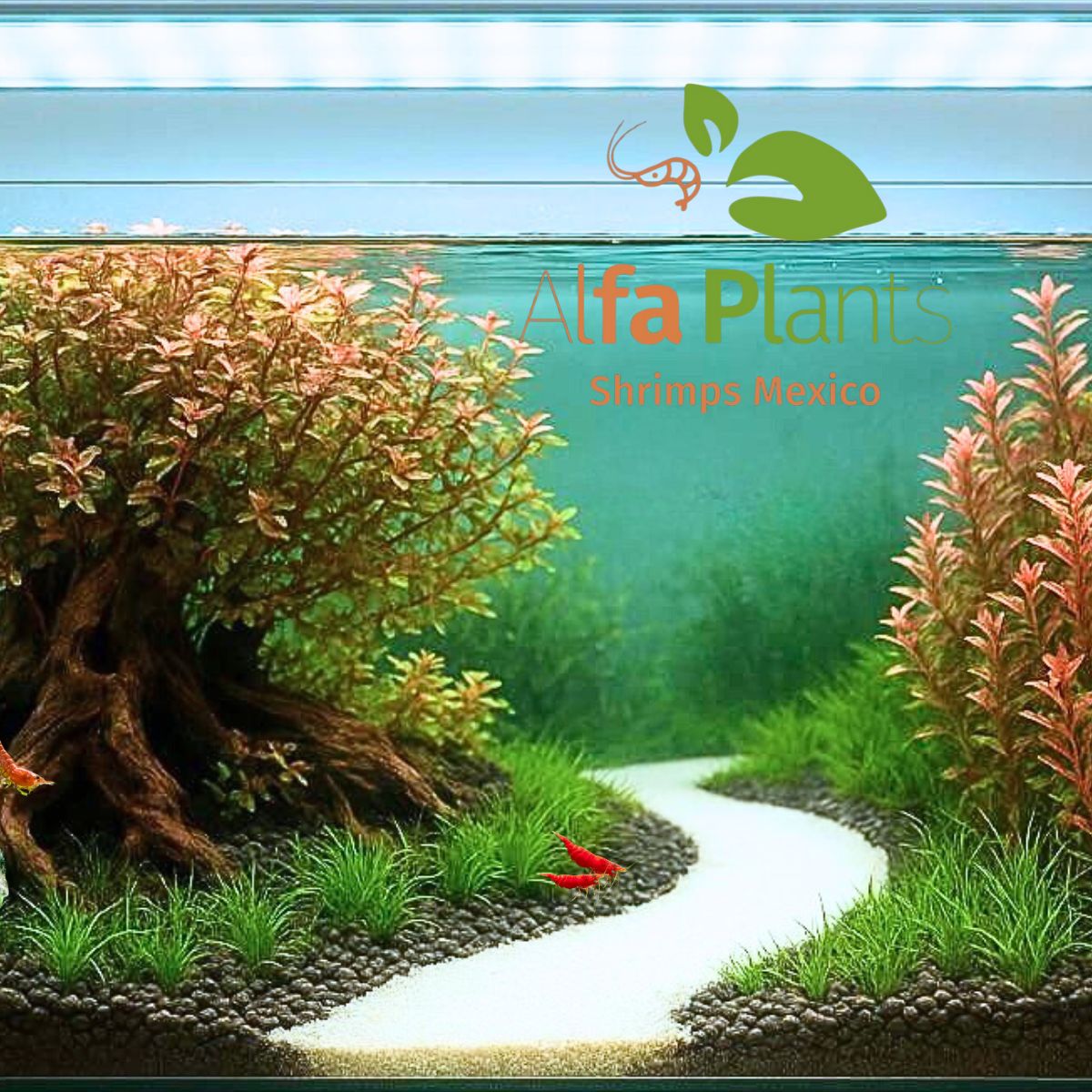 Arena Silica Alfa Sand – Alfa Plants Shrimps México
